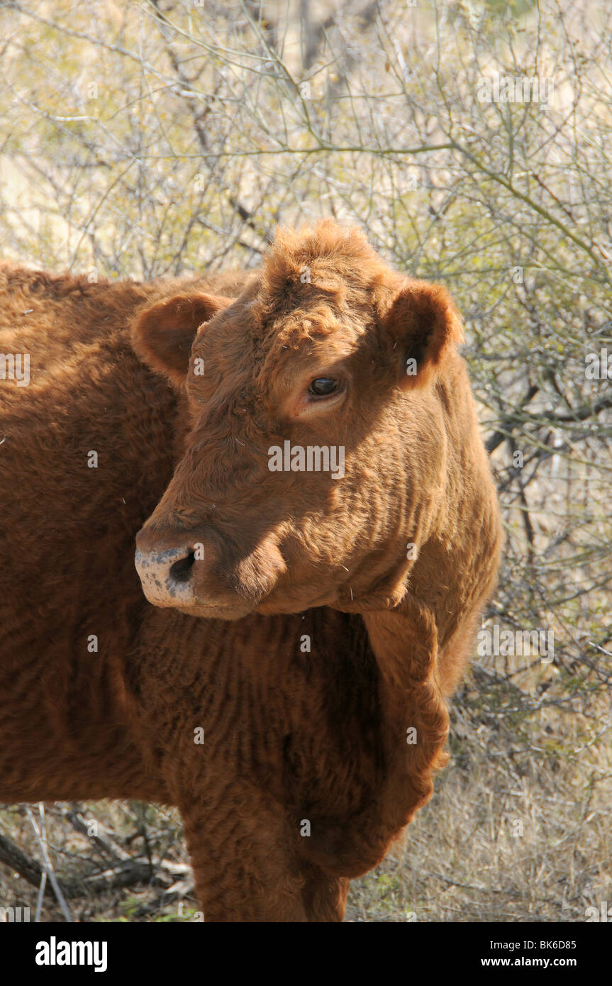 Cattle open range rangeland cow cows livestock steer bull bulls hi-res ...