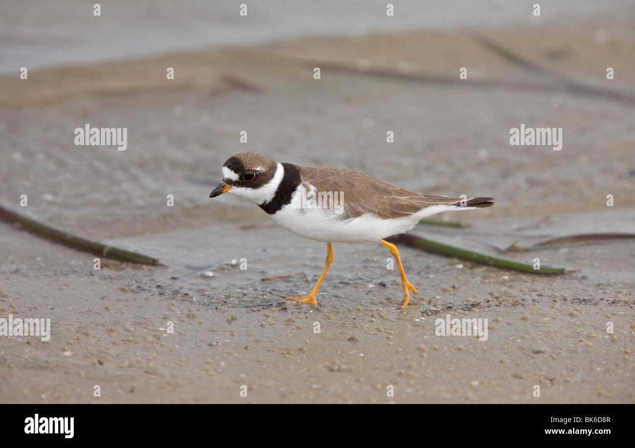 Killdeer hunting food along Florida beach Stock Photo - Alamy