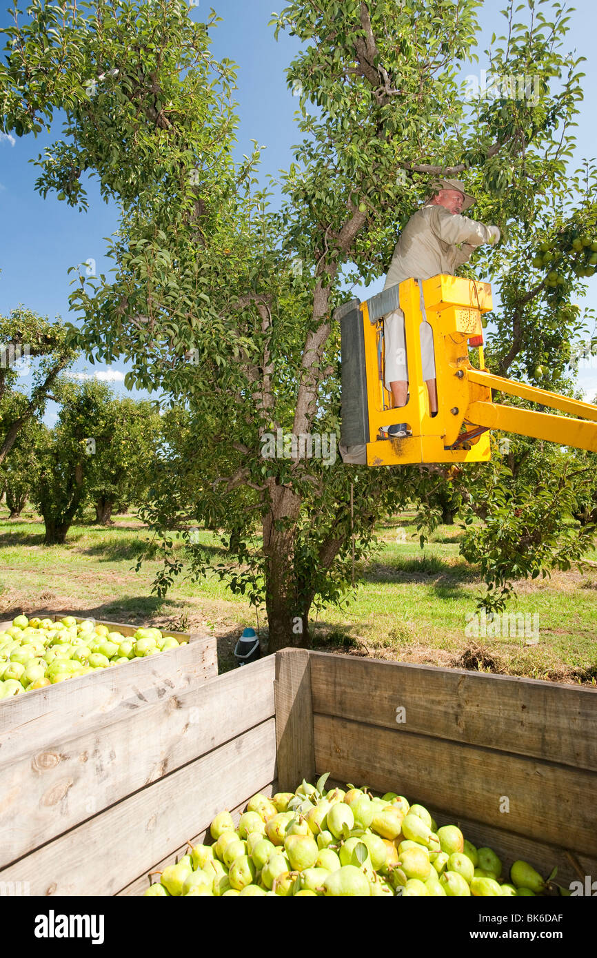 Cherry picker fruit hi-res stock photography and images - Alamy