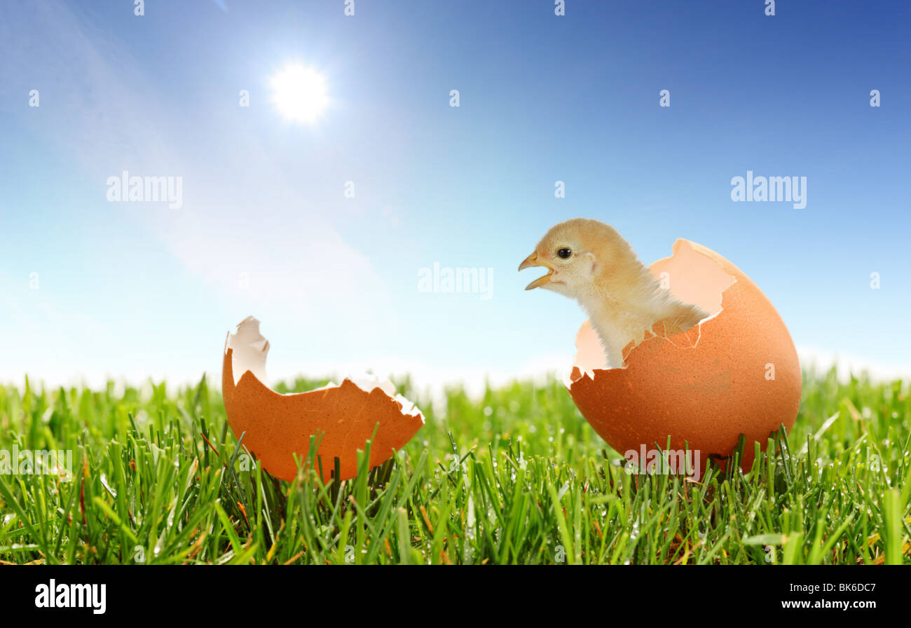 Baby chicken hi-res stock photography and images - Alamy