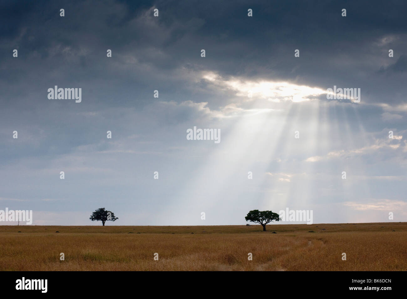 Acacia Trees, Kenya, Africa Stock Photo - Alamy