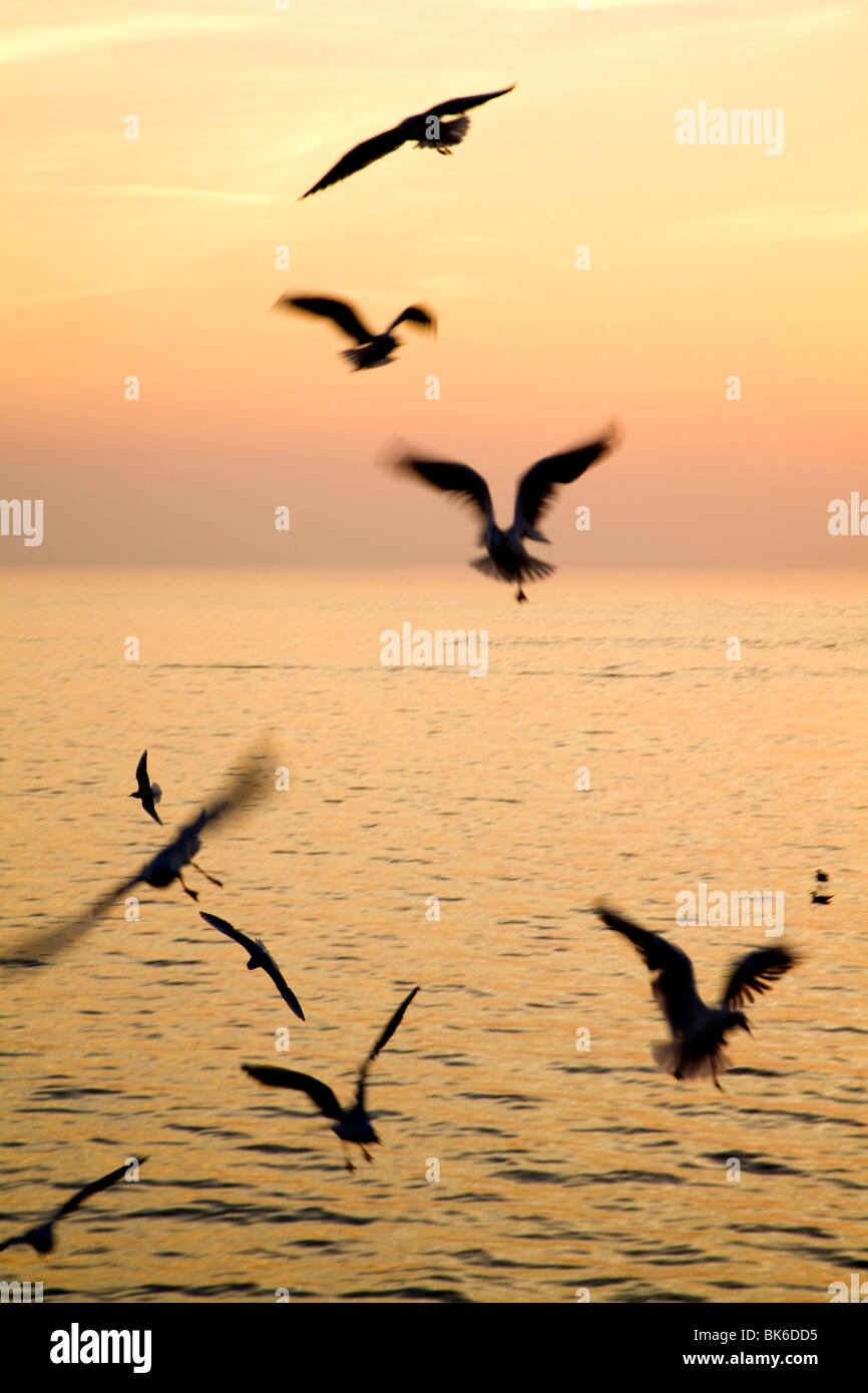 Flying with birds hi-res stock photography and images - Alamy