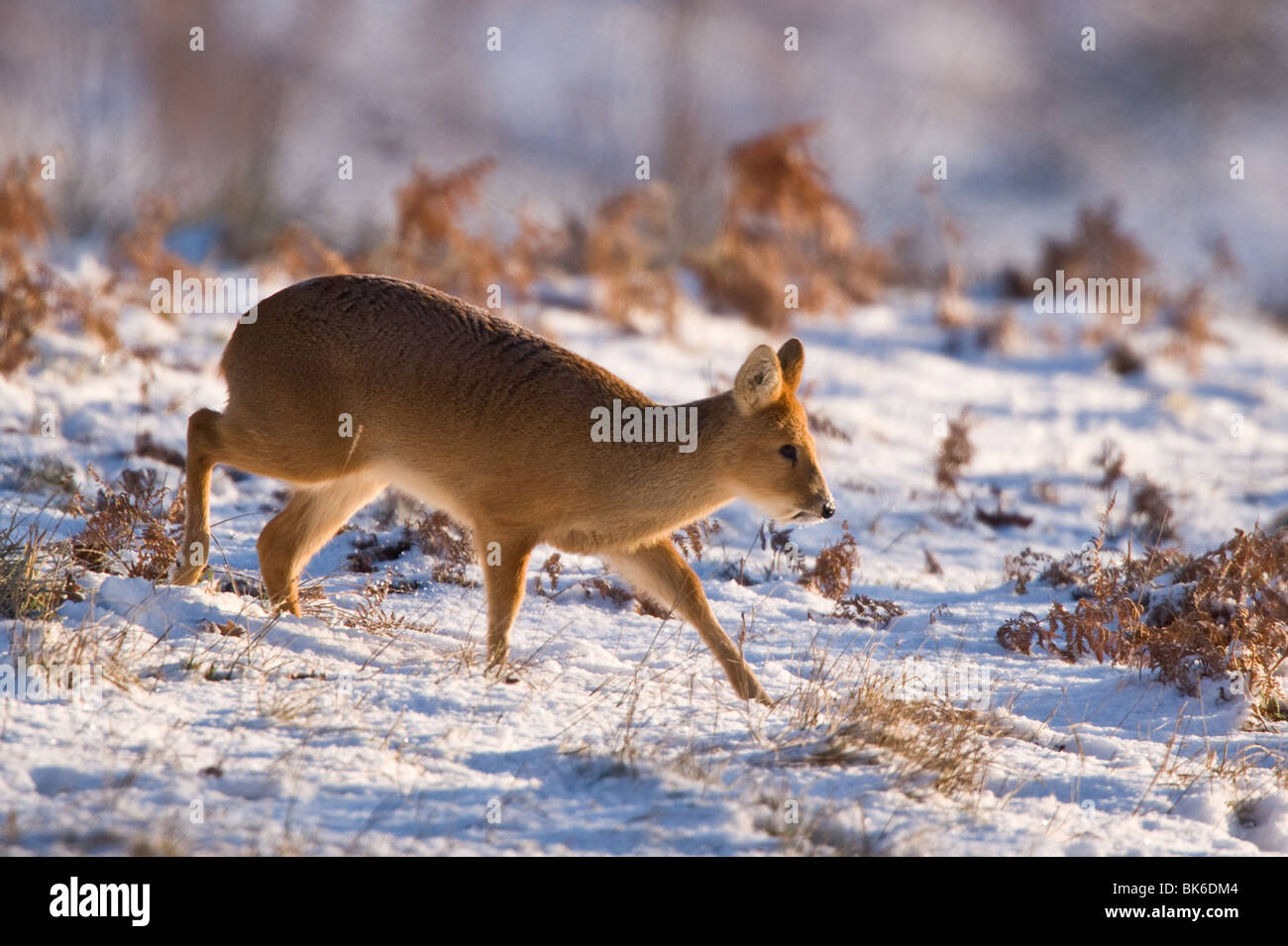 Chinese water deer (Hydropotes inermis Stock Photo - Alamy