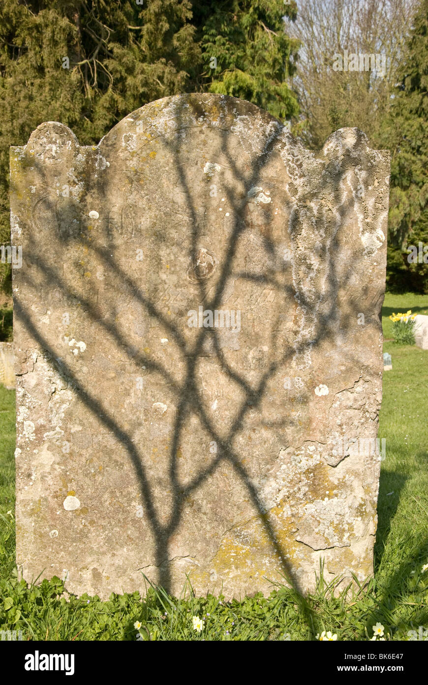 Gravestone with shadows from a tree Stock Photo - Alamy