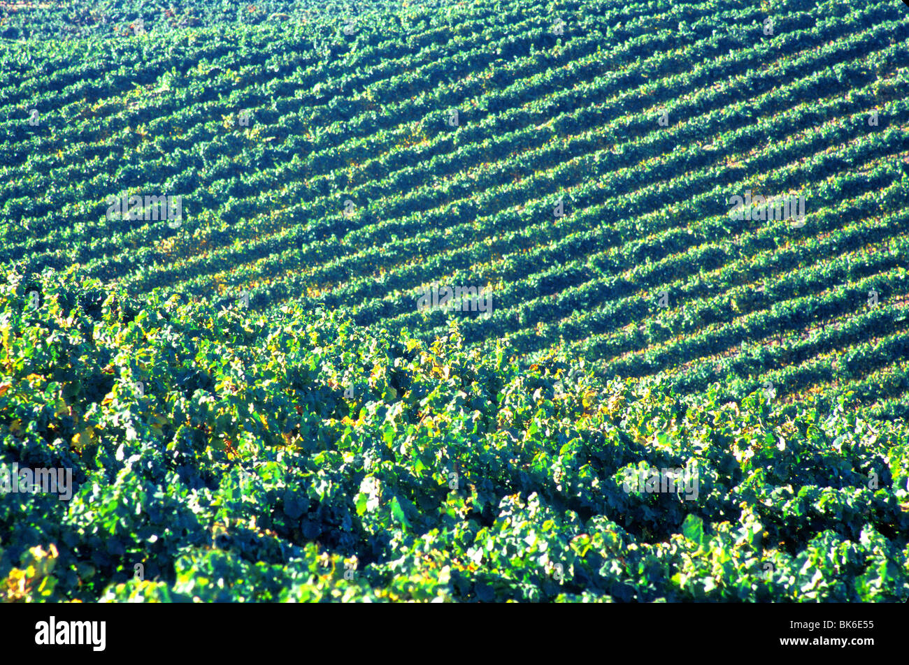 Napa vineyards buildings hi-res stock photography and images - Alamy