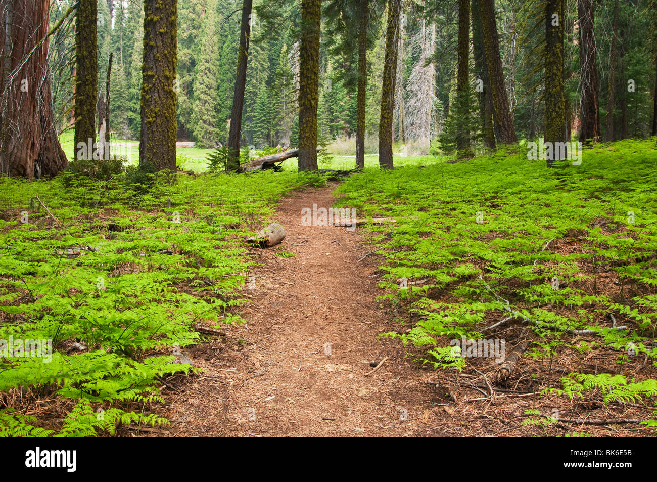 dirt footpath leading through forest Stock Photo - Alamy