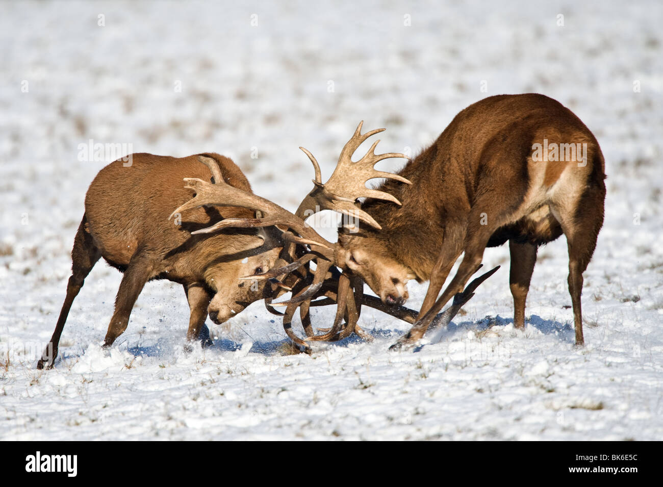Red deer rutting hi-res stock photography and images - Alamy