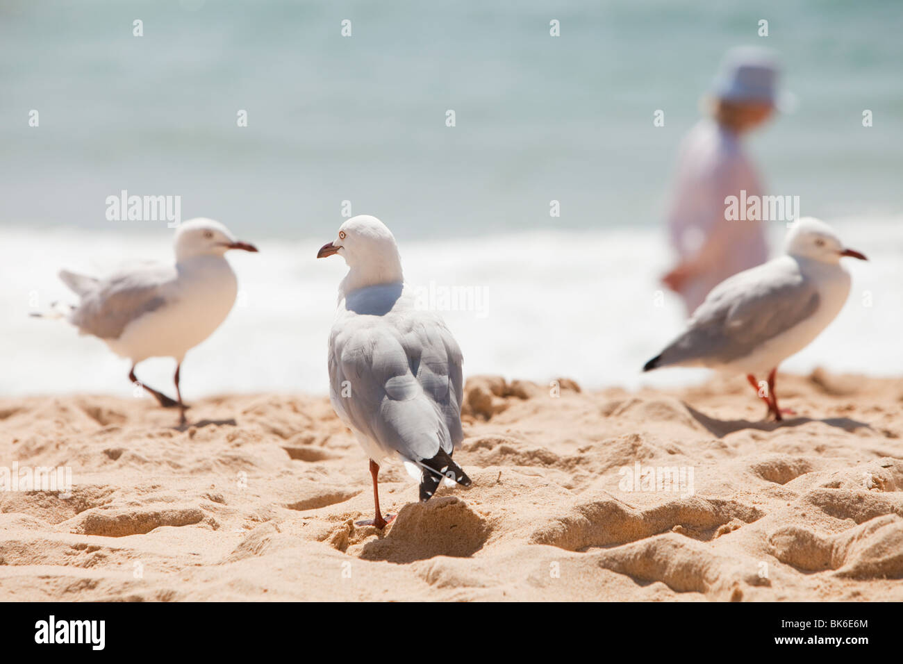 Silver Gulls on Manly Beach, Sydney, Australia Stock Photo - Alamy