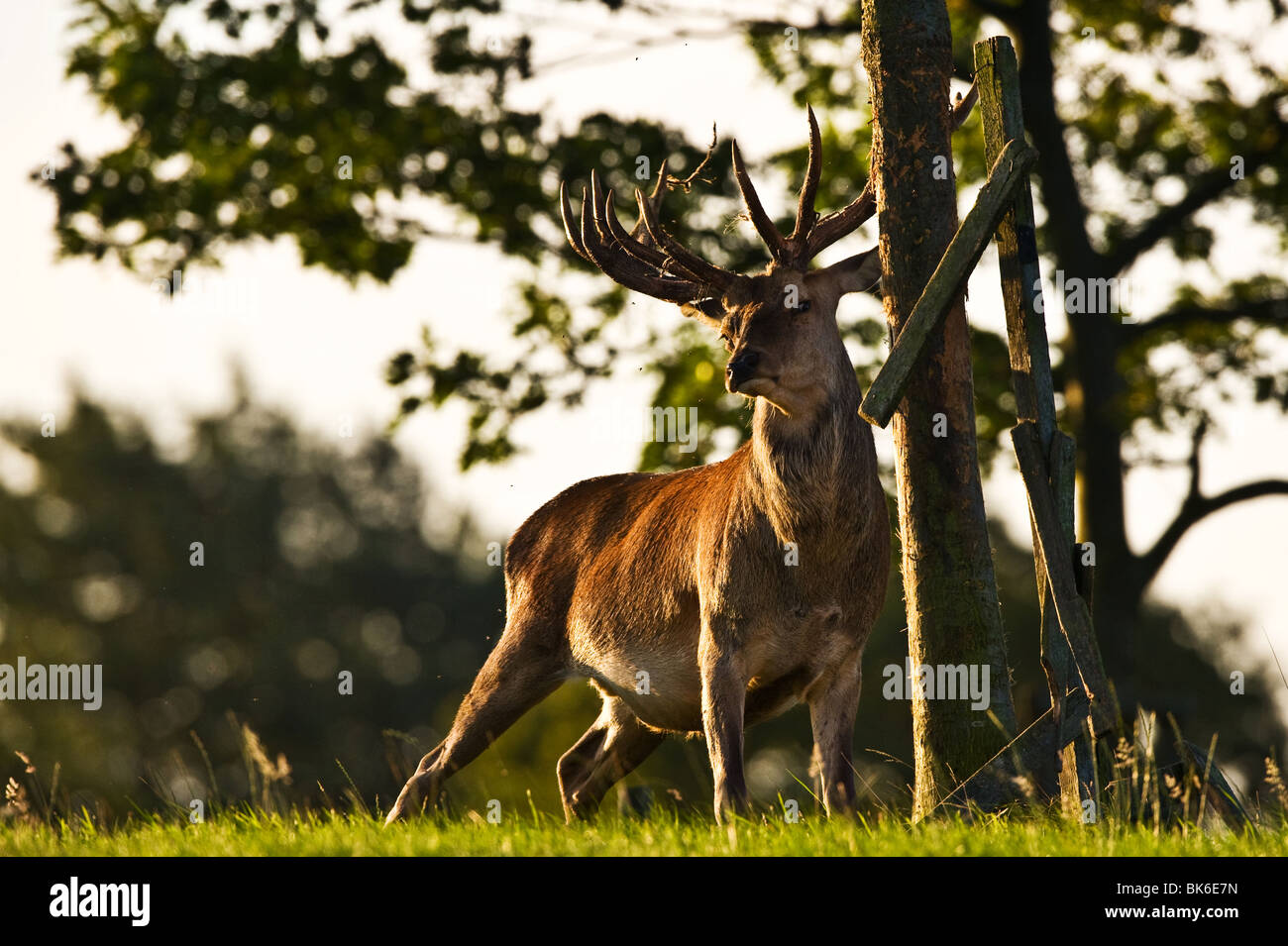 Red deer stag portrait Stock Photo - Alamy