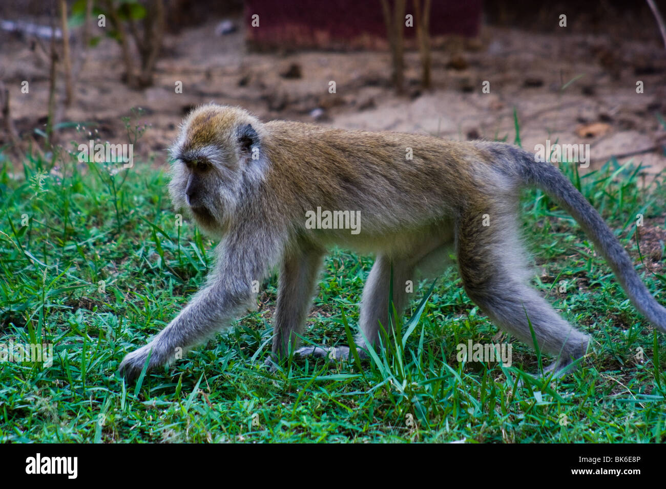 Tioman Island monkey monkeys animal wildlife asia Stock Photo - Alamy