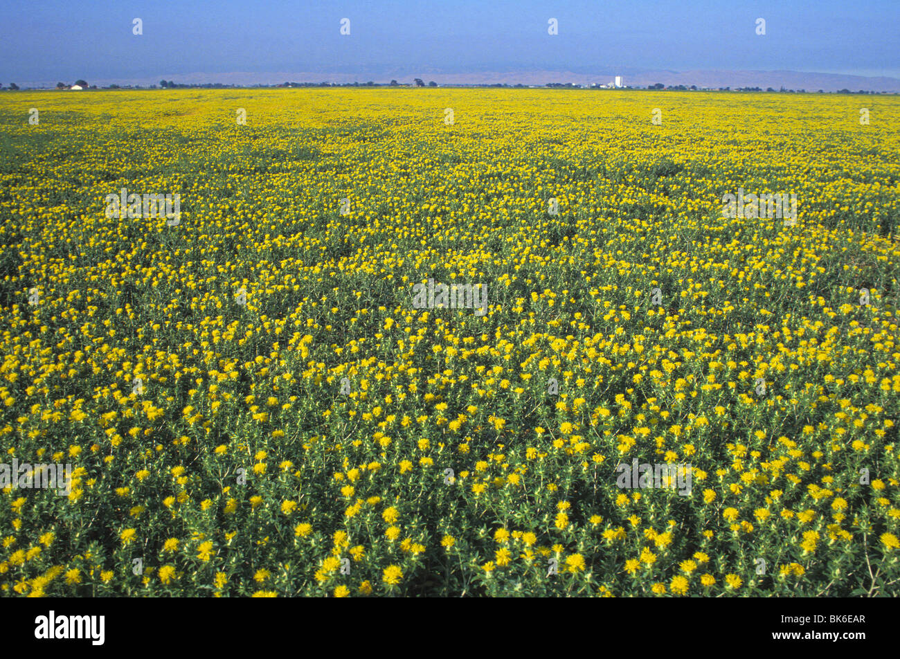 Safflower Field Stock Photos & Safflower Field Stock Images - Alamy