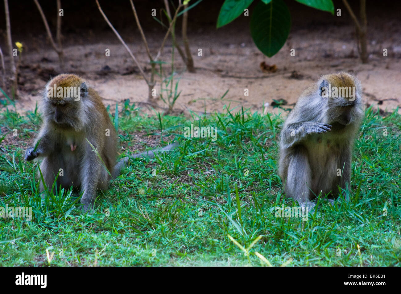 Tioman Island monkey monkeys animal wildlife asia Stock Photo - Alamy