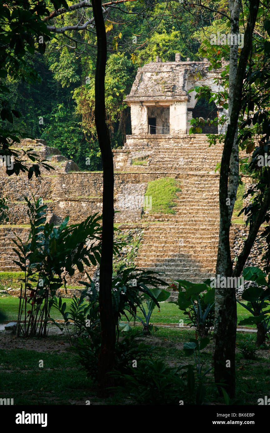 Maya pyramid in the dense jungle at Palenque in Chiapas, Mexico Stock ...