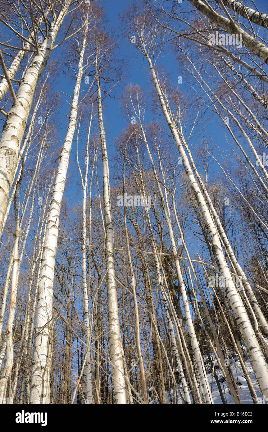 Stems of birch trees in the winter Stock Photo - Alamy
