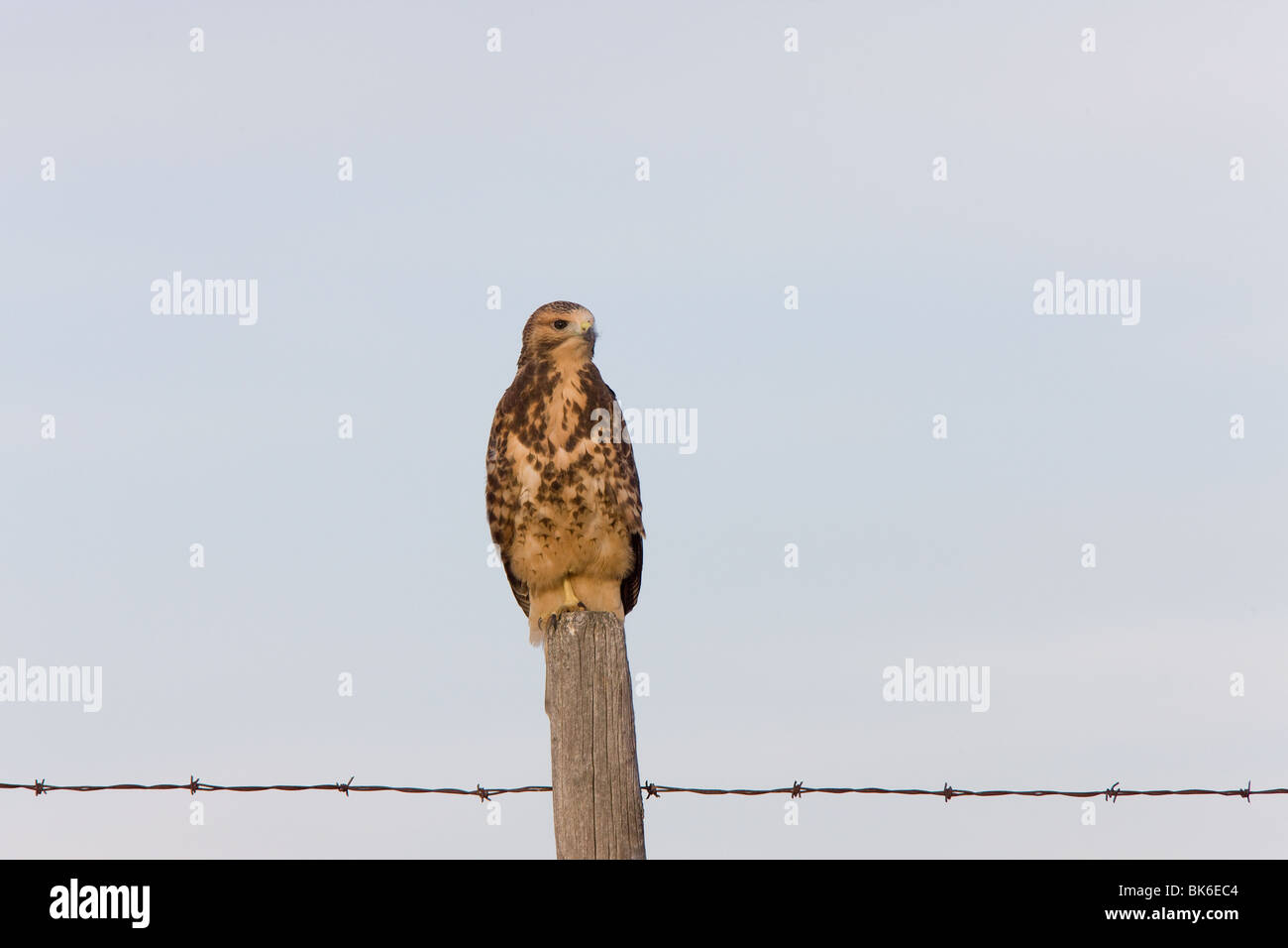 Swainson’s hawk nest hi-res stock photography and images - Alamy