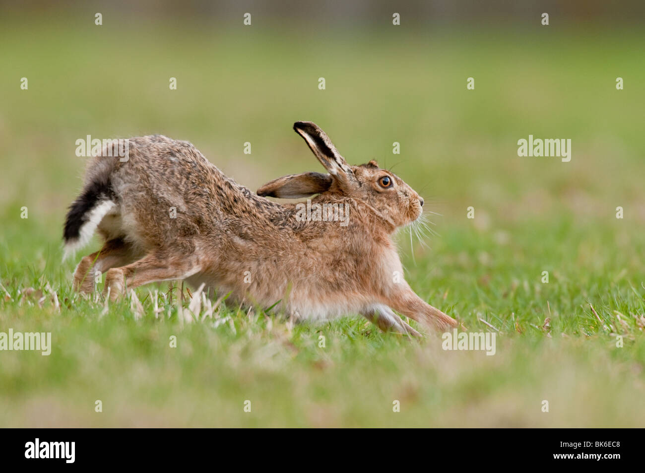 Hare coursing uk hi-res stock photography and images - Alamy