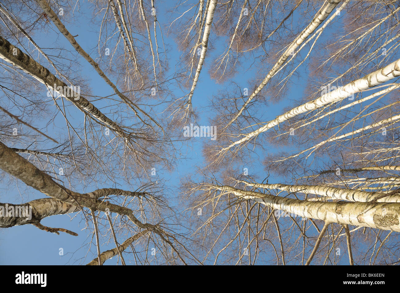 Tree seen upwards hi-res stock photography and images - Alamy