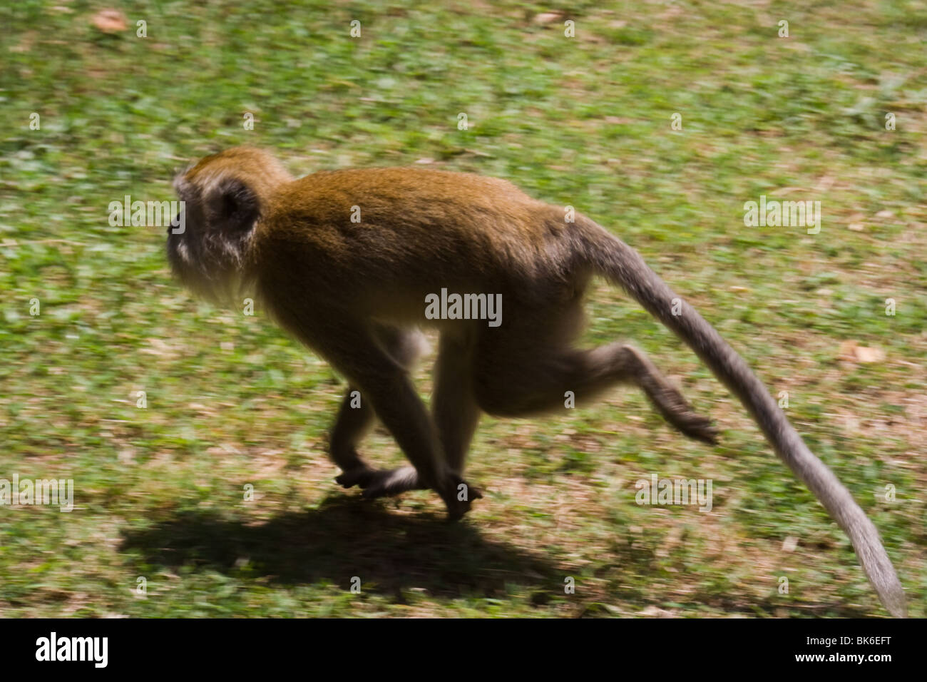 Tioman Island monkey monkeys animal wildlife asia Stock Photo - Alamy