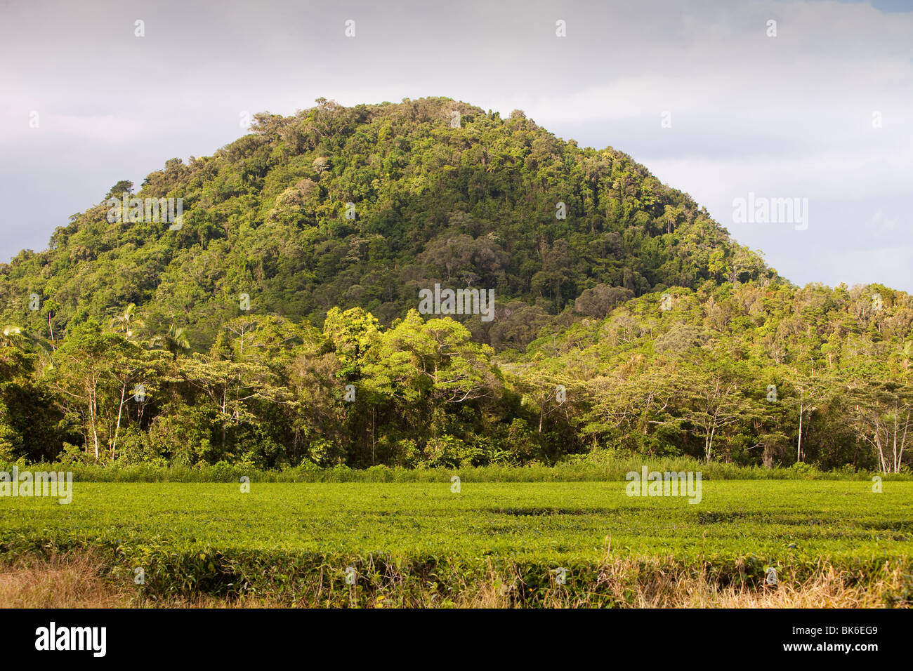 Deforestation in the Daintree rain forest to make way for a tea ...