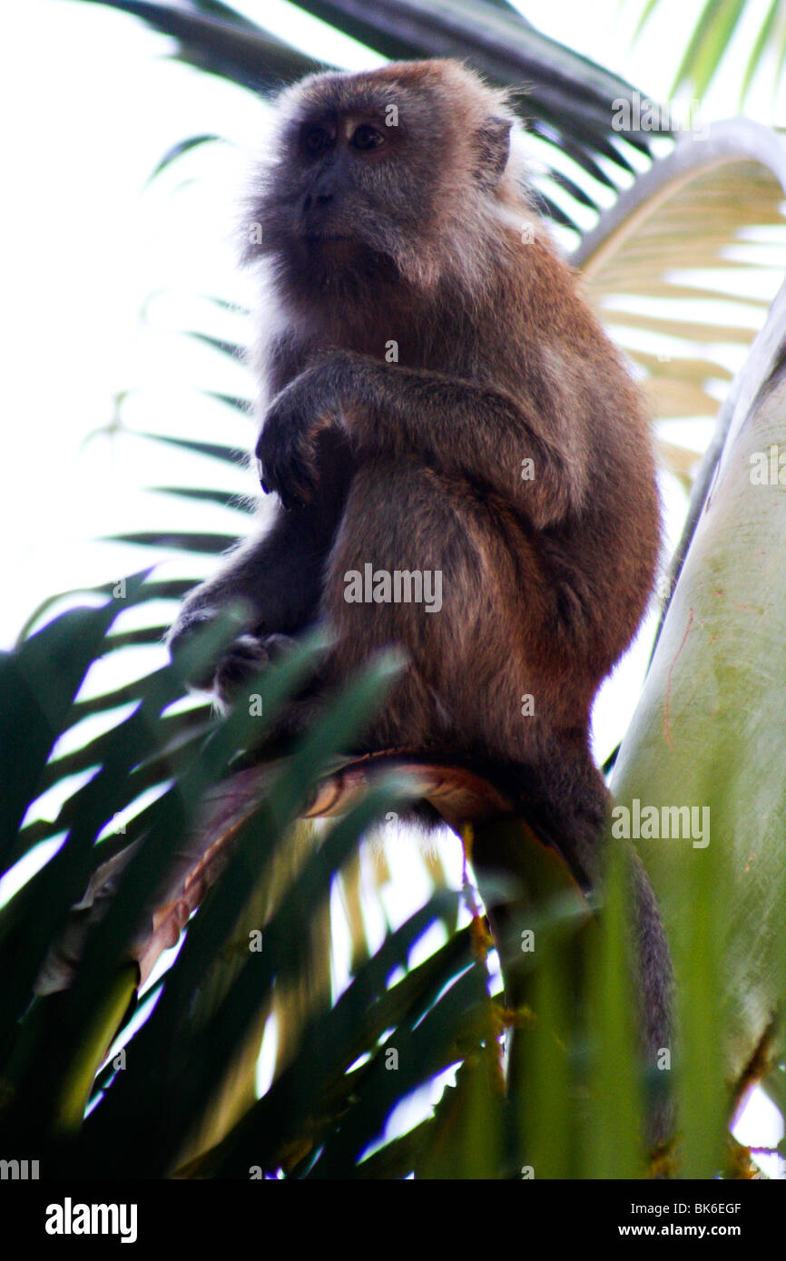 Tioman Island monkey monkeys animal wildlife asia Stock Photo - Alamy