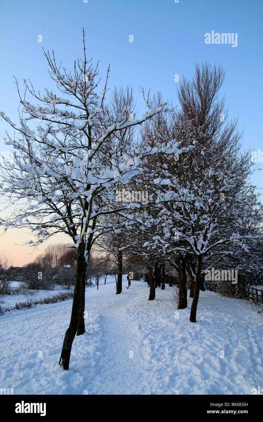 Trees in Snow Stock Photo - Alamy