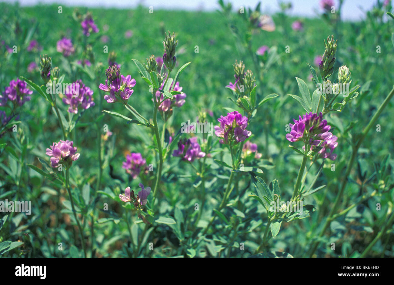 Alfalfa flowers hi-res stock photography and images - Alamy