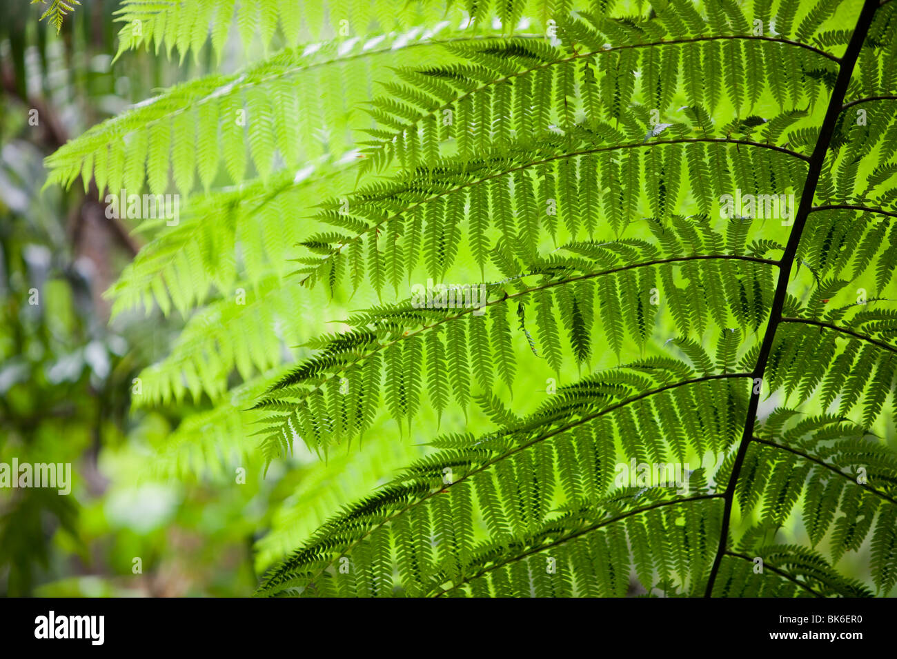 A Tree fern in the Daintree rainforest in the North of Queensland ...