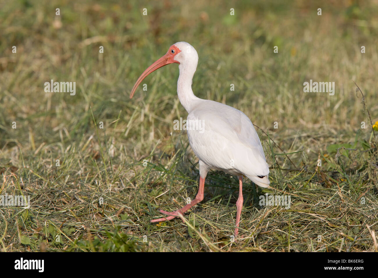 White Ibis in Florida Stock Photo - Alamy