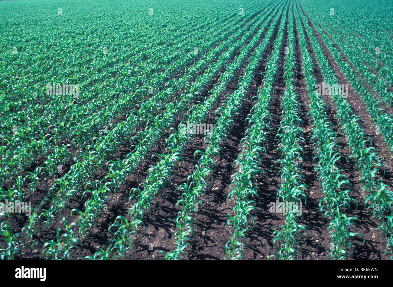 immature corn plants California Stock Photo - Alamy
