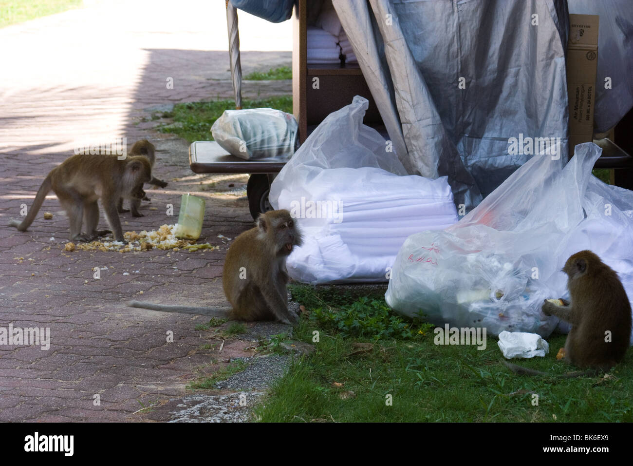 Tioman Island monkey monkeys animal wildlife asia Stock Photo - Alamy