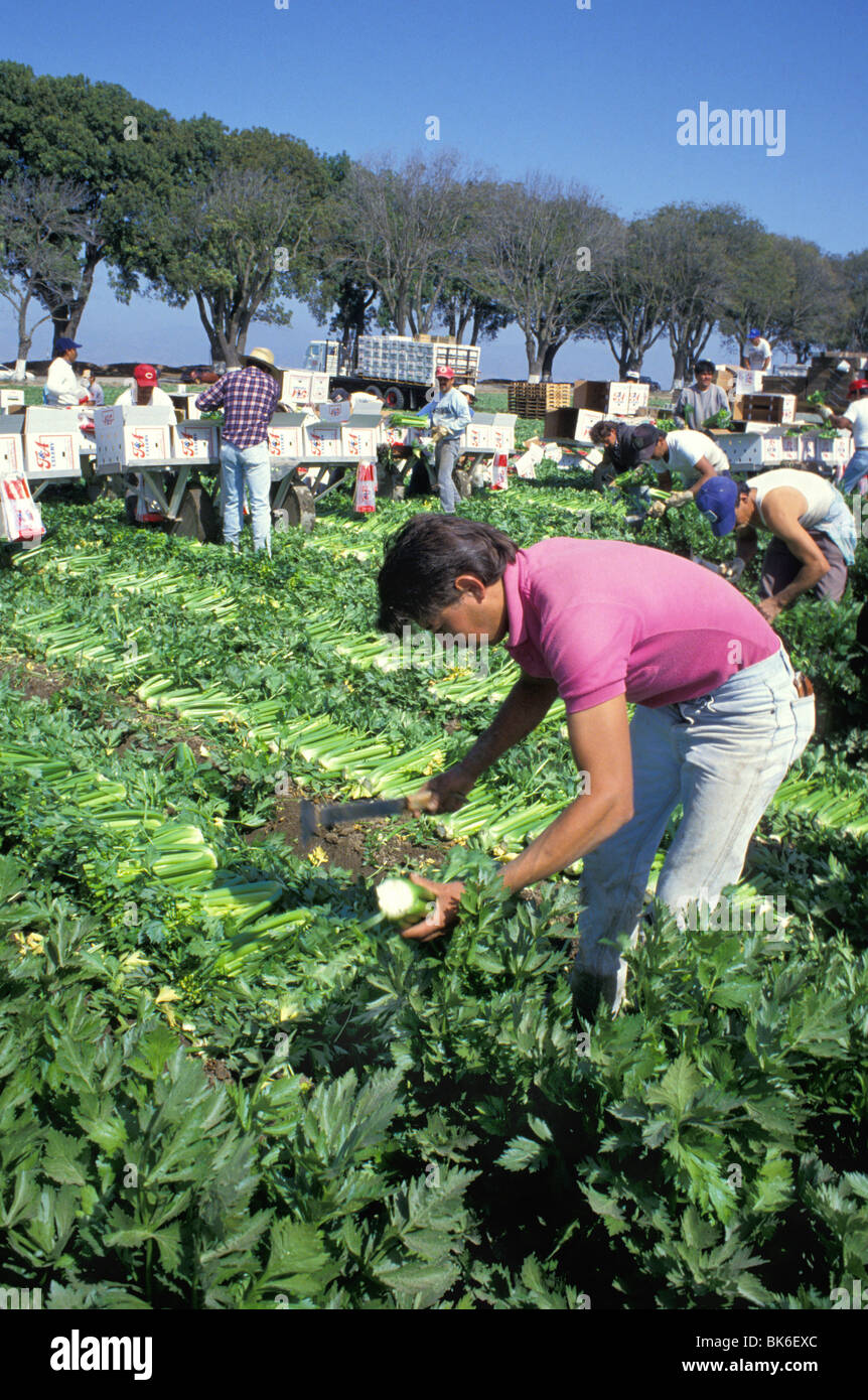 United farm workers mexican hi-res stock photography and images - Alamy