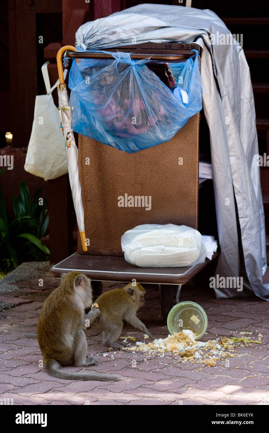 Tioman Island monkey monkeys animal wildlife asia Stock Photo - Alamy