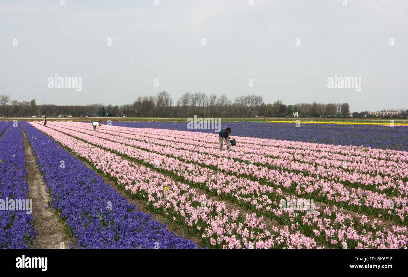 Bulb fields hi-res stock photography and images - Alamy