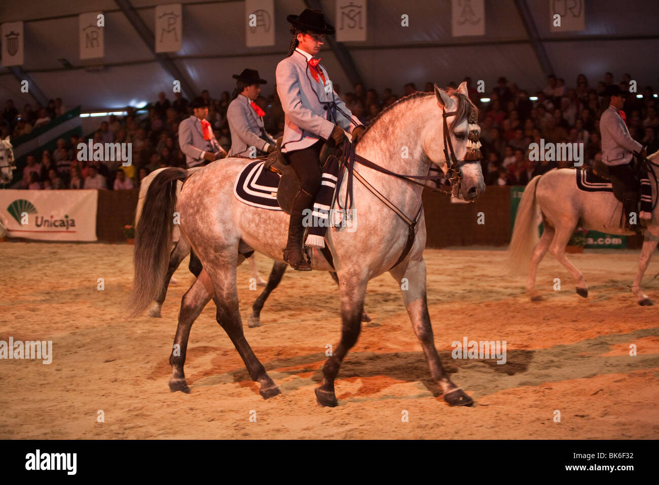 Purebred horse hi-res stock photography and images - Alamy