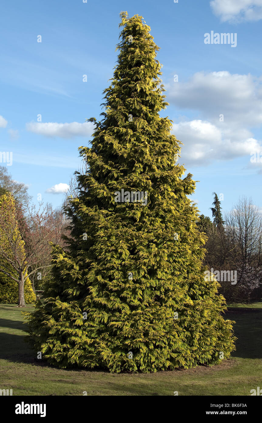 Shaped evergreen tree Stock Photo - Alamy