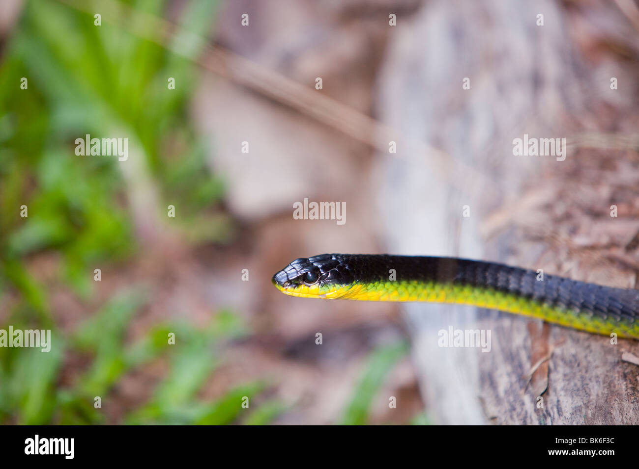 Green tree snake hi-res stock photography and images - Alamy