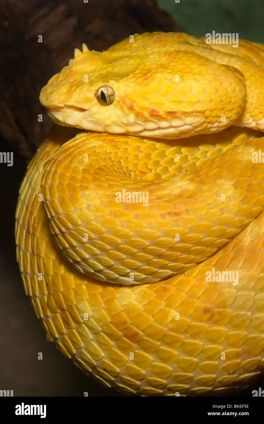 Eyelash Viper (Bothriechis schlegelii Stock Photo - Alamy
