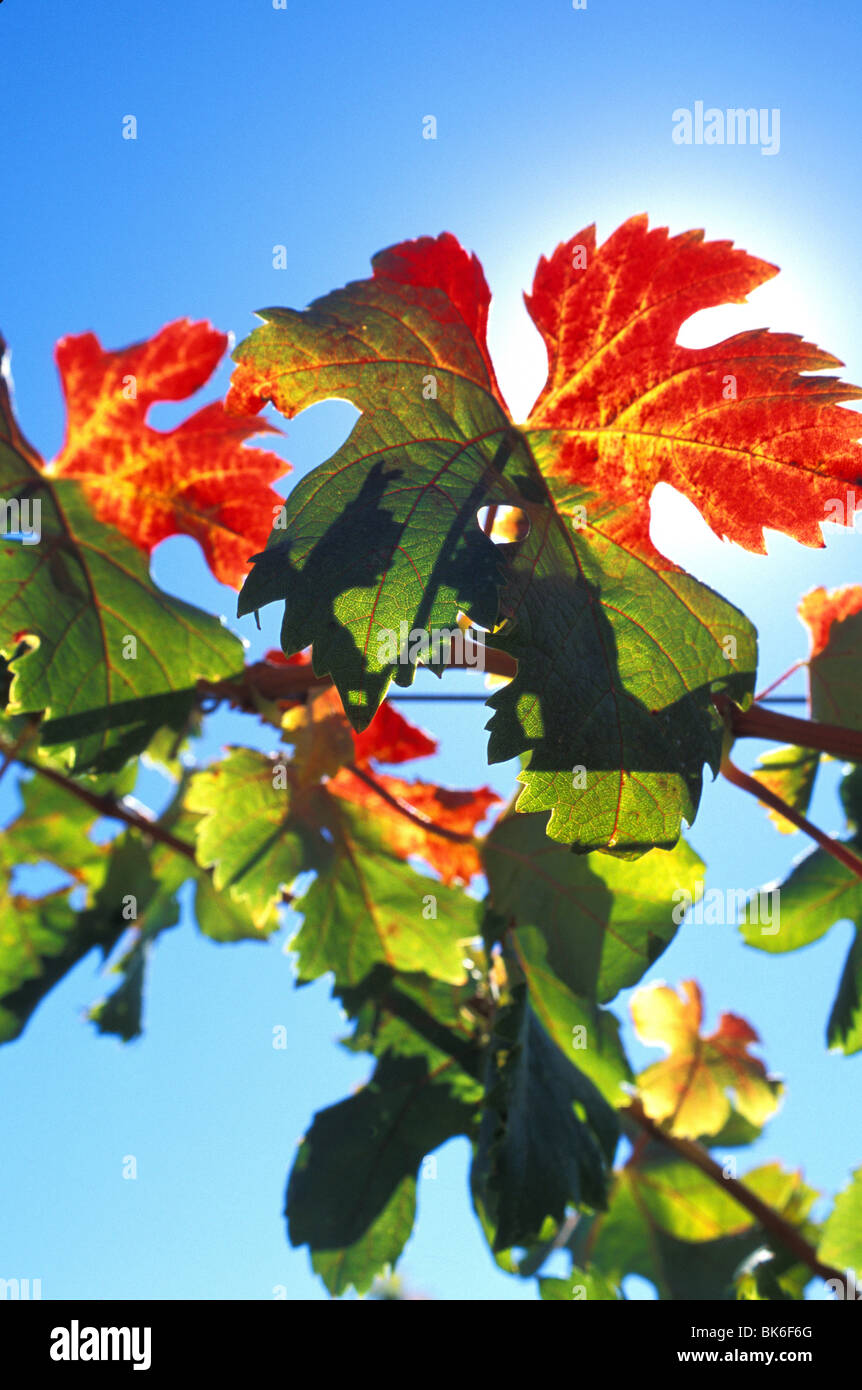 autumn vineyard vine leaf close up Napa Valley California Stock Photo ...