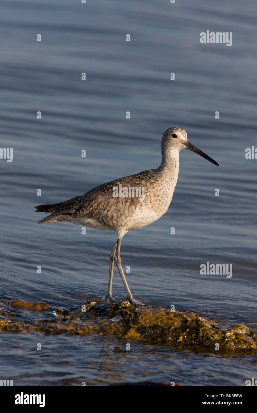 Upland Sandpiper in Florida waters Stock Photo - Alamy