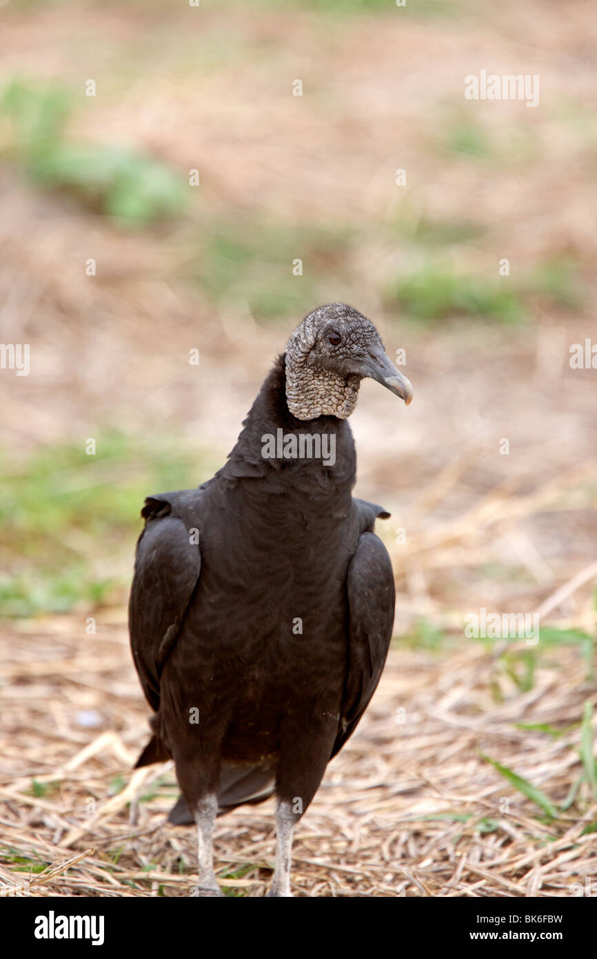 Black Vulture in Florida Stock Photo - Alamy