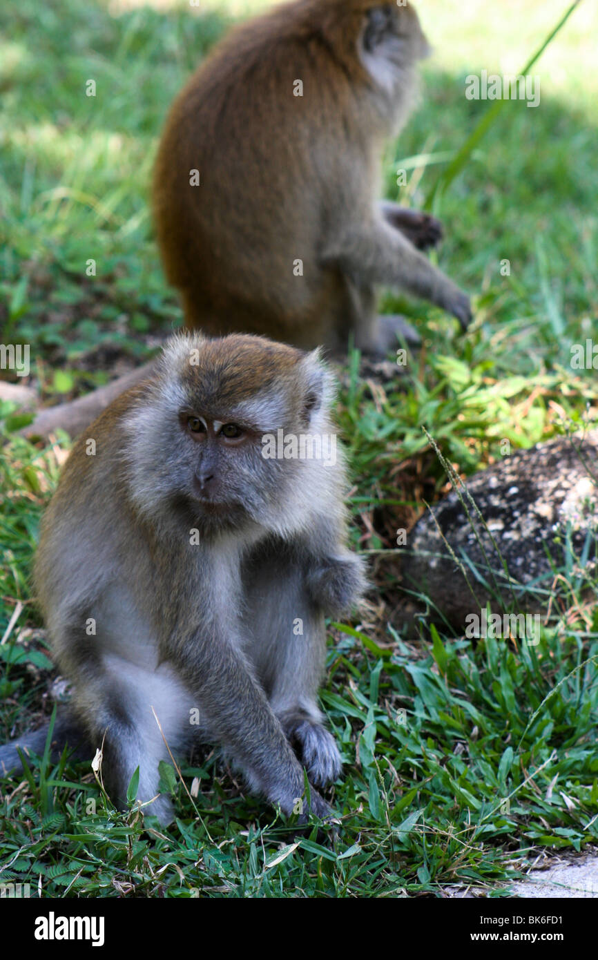 Tioman Island monkey monkeys animal wildlife asia Stock Photo - Alamy
