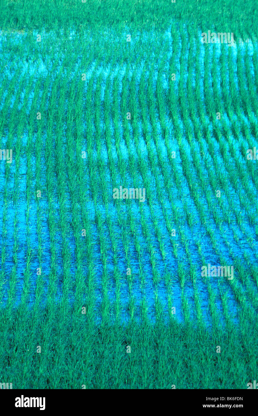 elevated view rice field rows California Stock Photo - Alamy