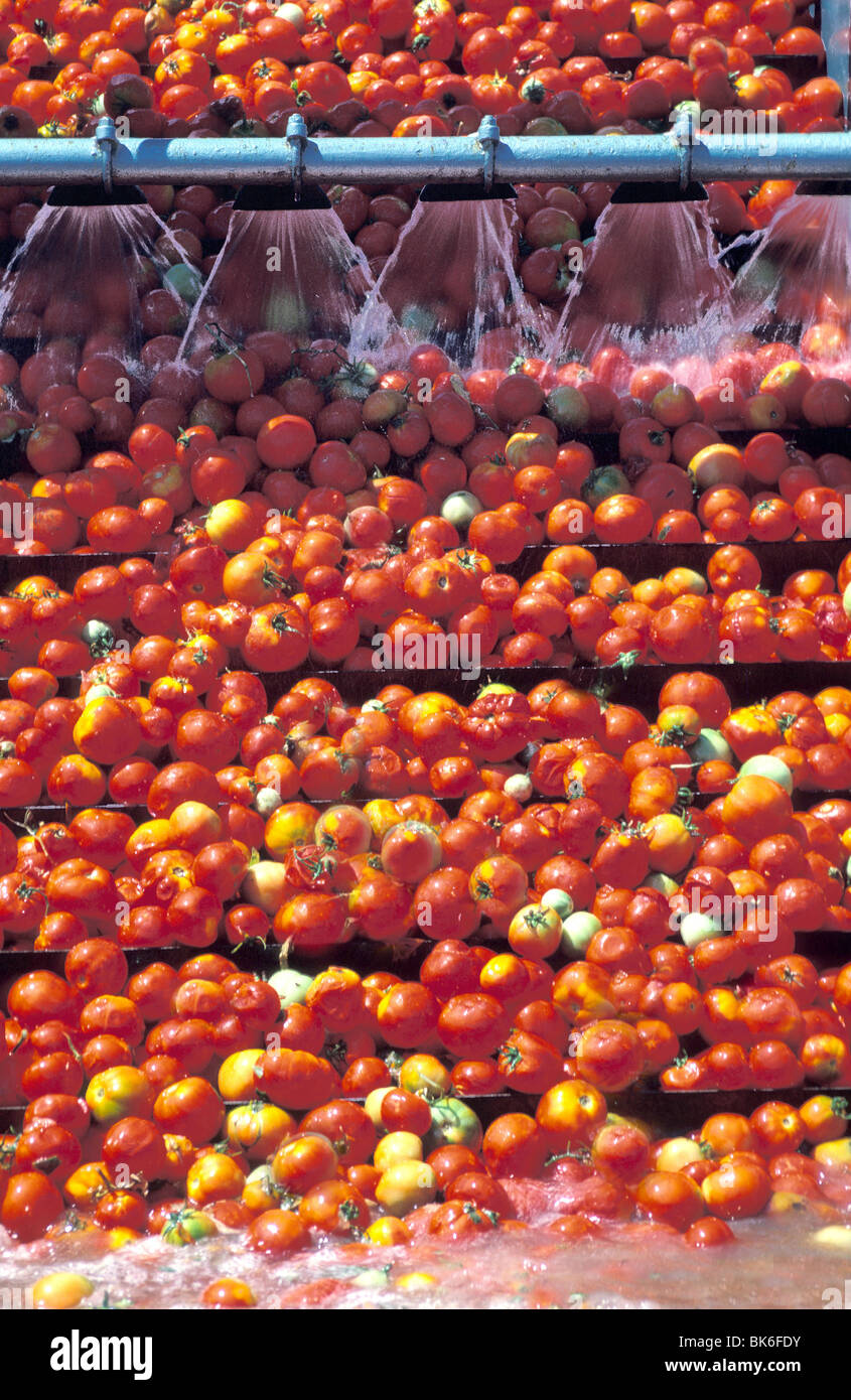 Processing tomato field hi-res stock photography and images - Alamy