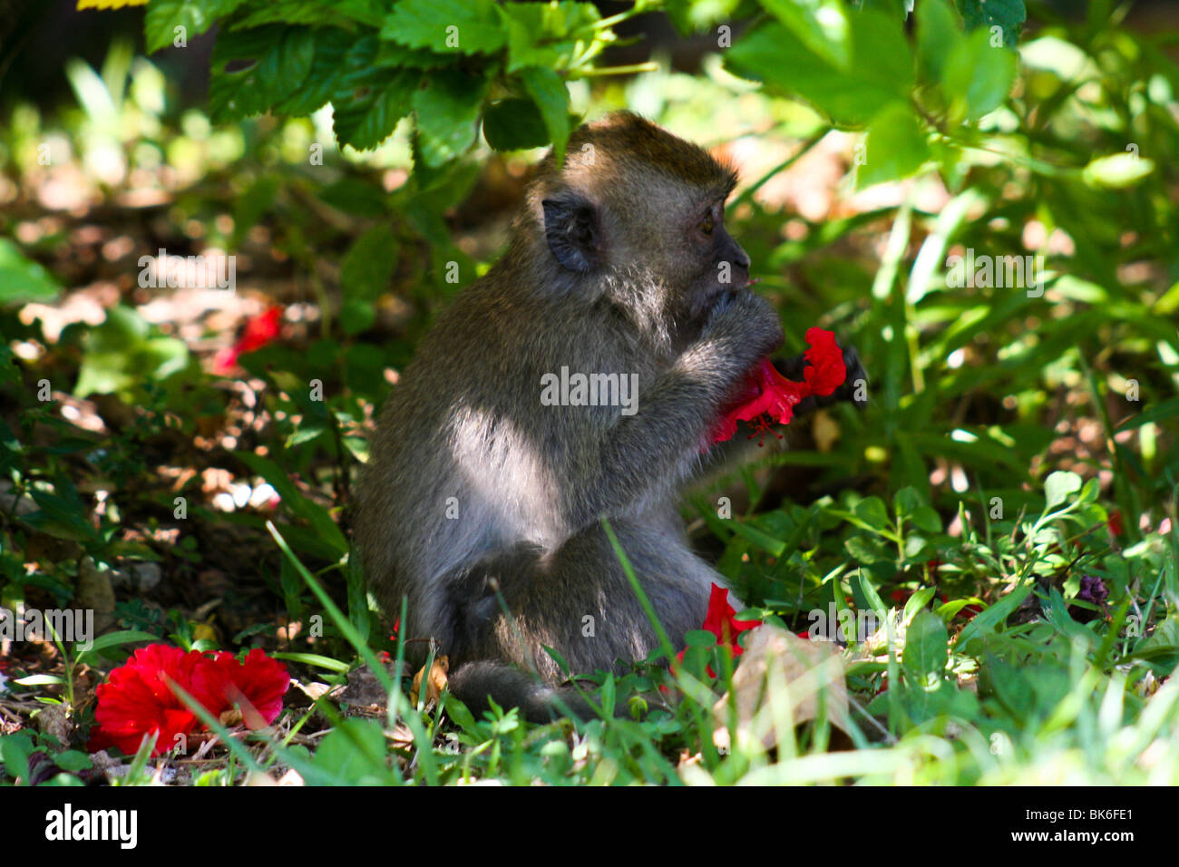 Tioman Island monkey monkeys animal wildlife asia Stock Photo - Alamy