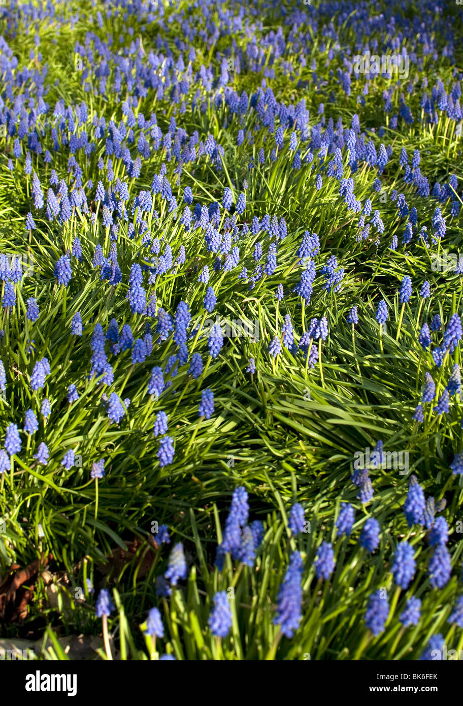 Young bluebells coming into bloom, Spring 2010 Stock Photo - Alamy