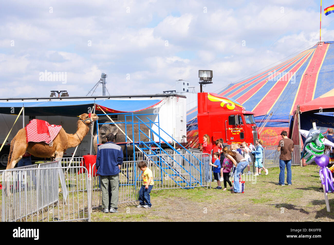 Circus Camel High Resolution Stock Photography and Images - Alamy