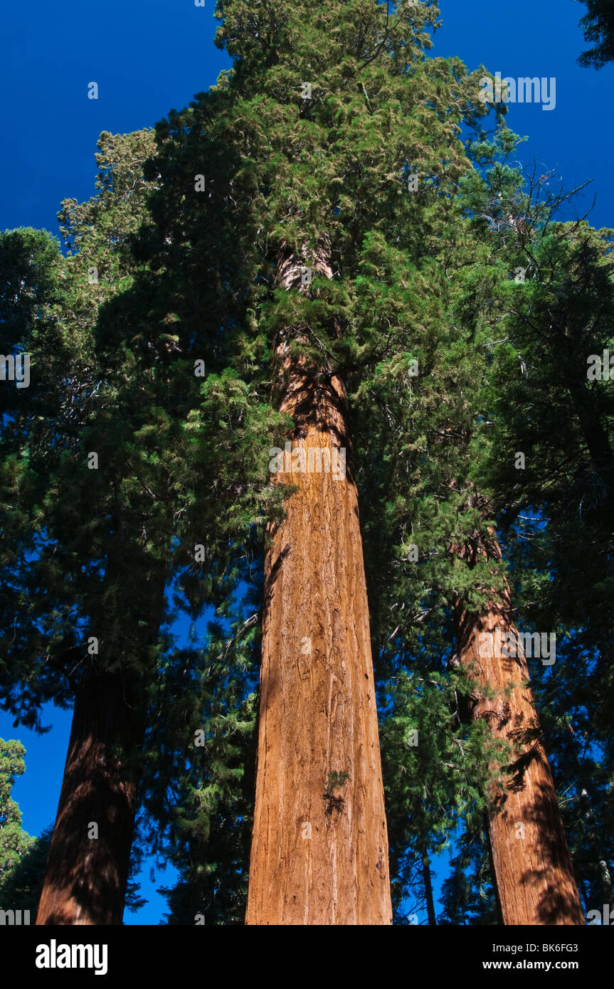 upward angle of powerful Redwood tree in Sequoia National Forest, CA ...