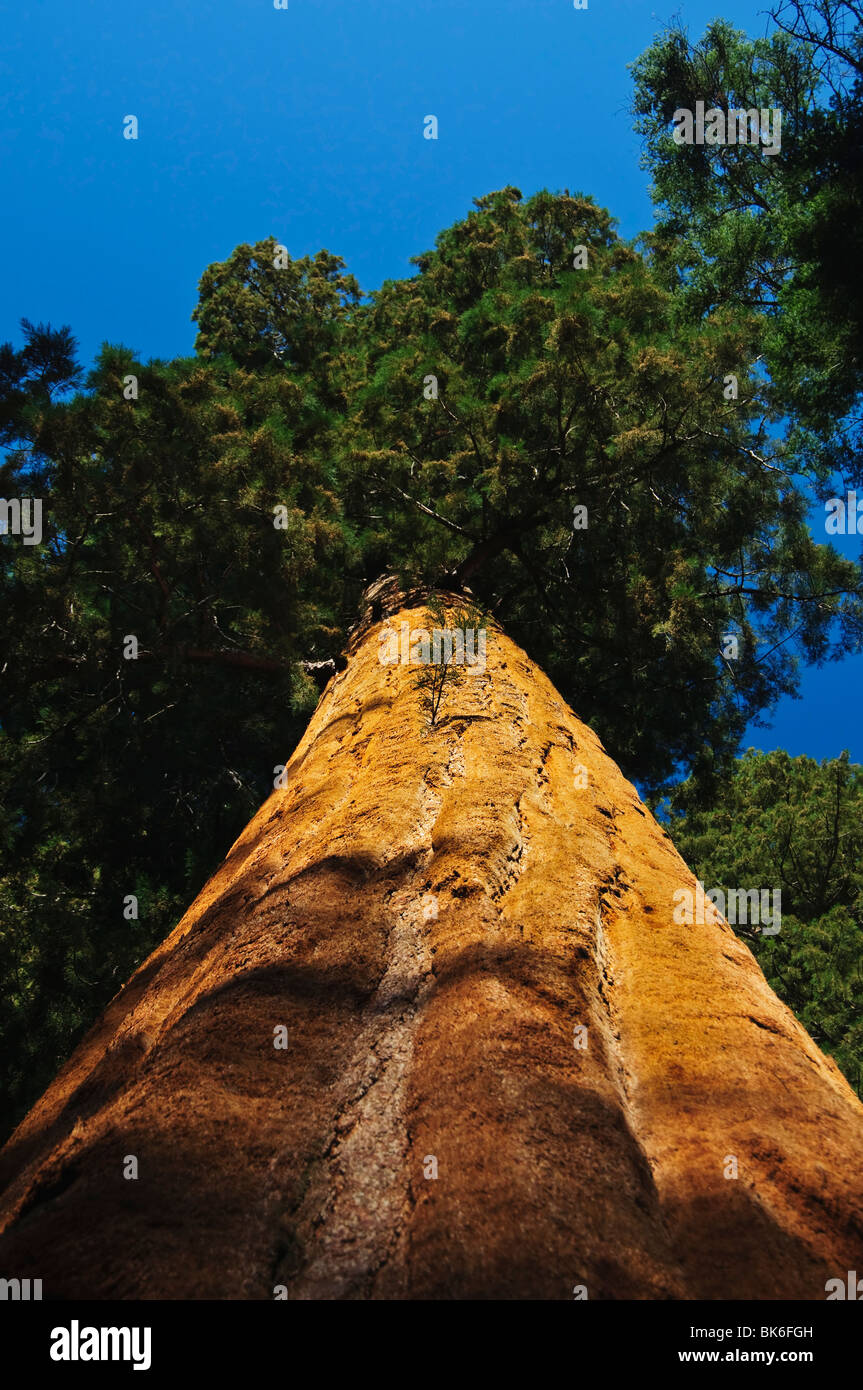 upward angle of powerful Redwood tree in Sequoia National Forest, CA ...