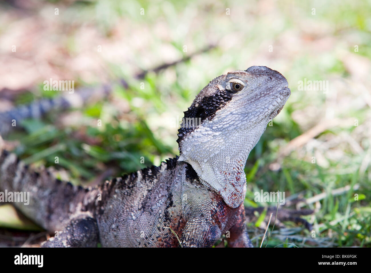 An Eastern Water Dragon lizard basking near Manly Beach, Sydney ...