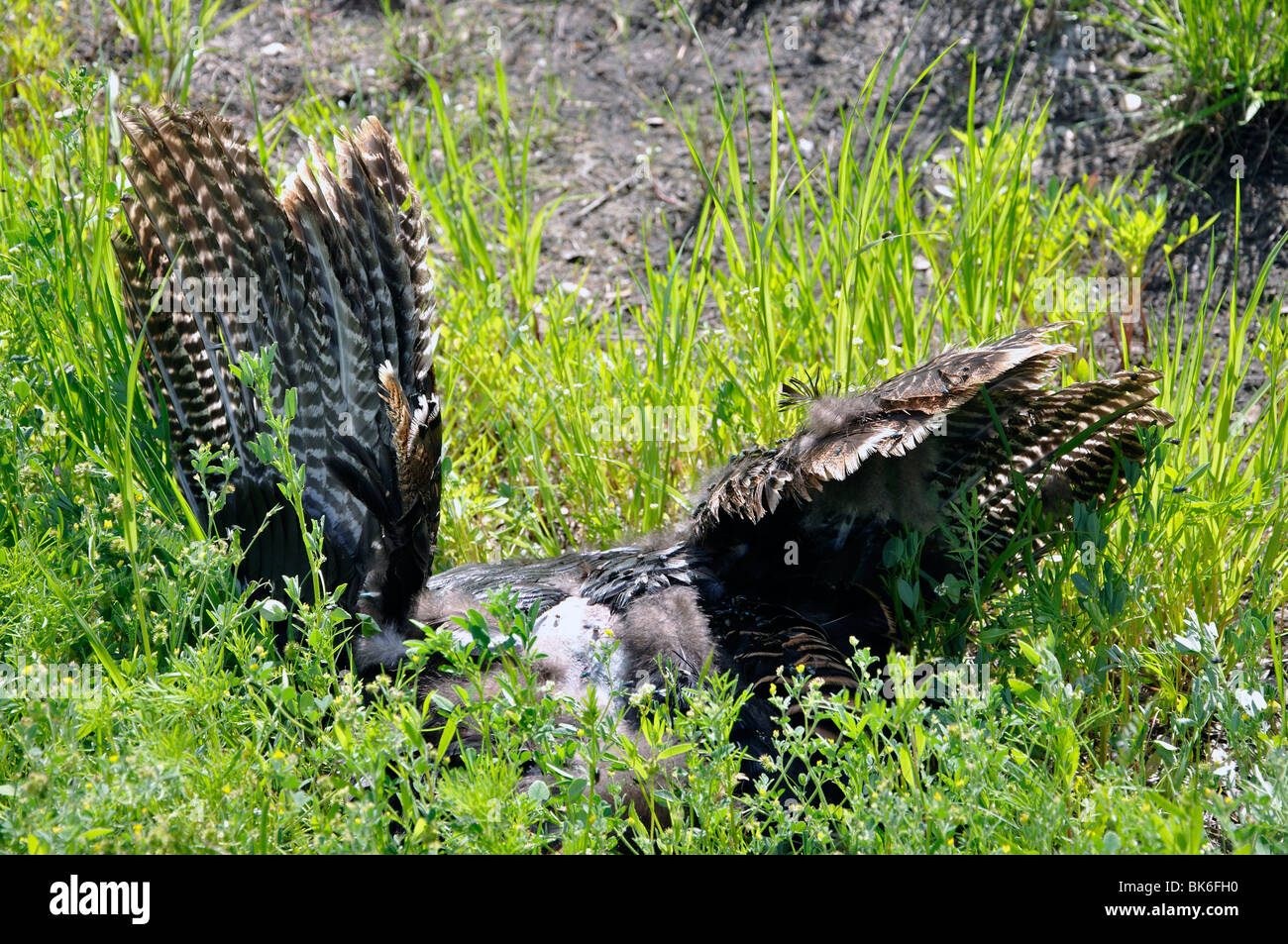 Turkey roadkill dead hi-res stock photography and images - Alamy